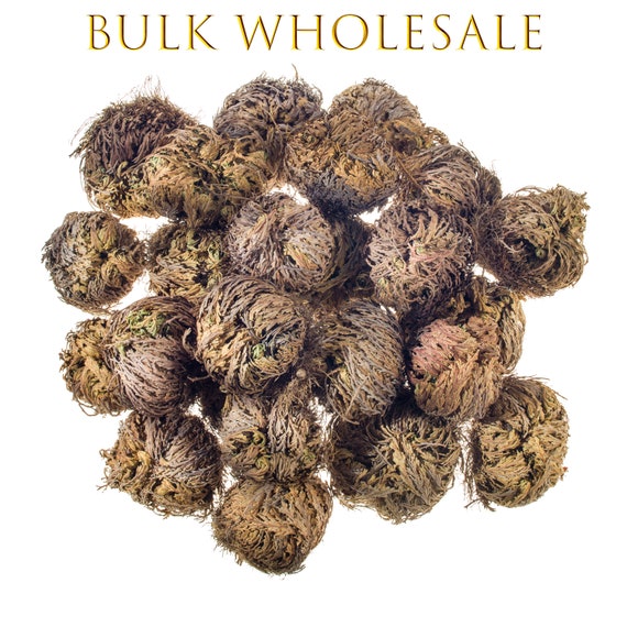 Jericho Flower 12 PACK Rose of Jericho, Ressurection Flower