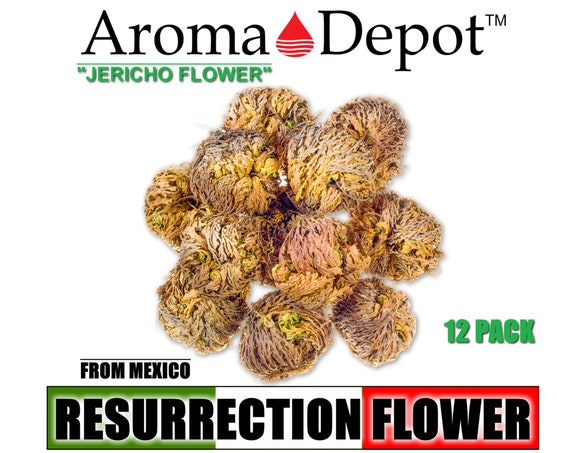 Jericho Flower 12 PACK Rose of Jericho, Ressurection Flower