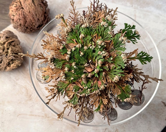 Jericho Flower 12 PACK Rose of Jericho, Ressurection Flower
