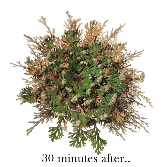 16 PACK Rose of Jericho, Jericho Flower Ressurection Plant