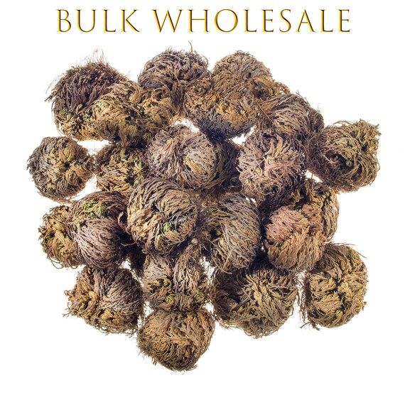 9 Pack Rose of Jericho Flower Resurrection Rose Flor Peña