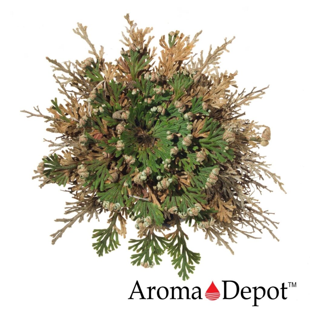 Rose of Jericho Flower Resurrection Rose Flor de Peña Selaginella