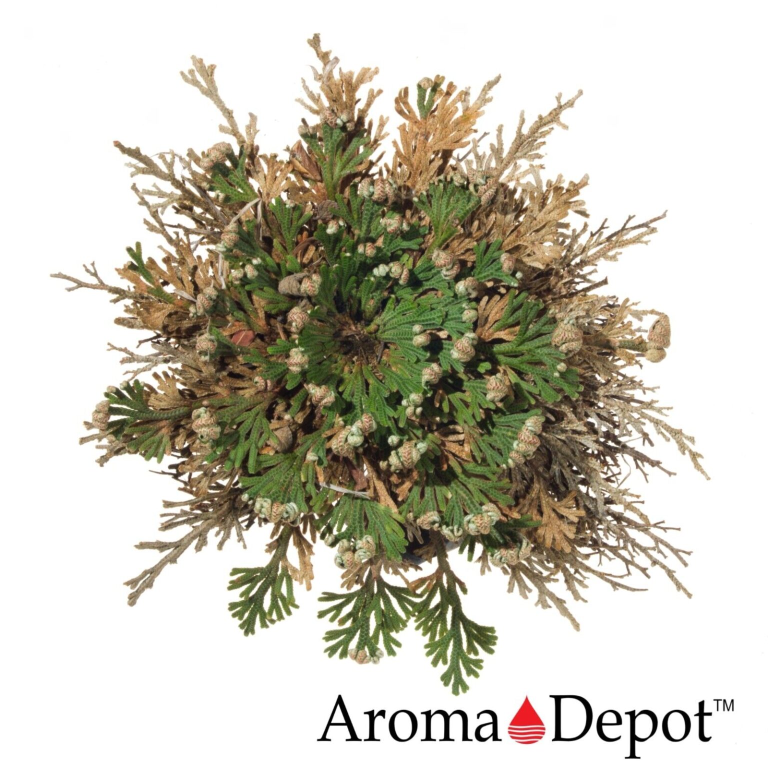 Rose of Jericho Flower Resurrection Rose Flor de Peña Selaginella