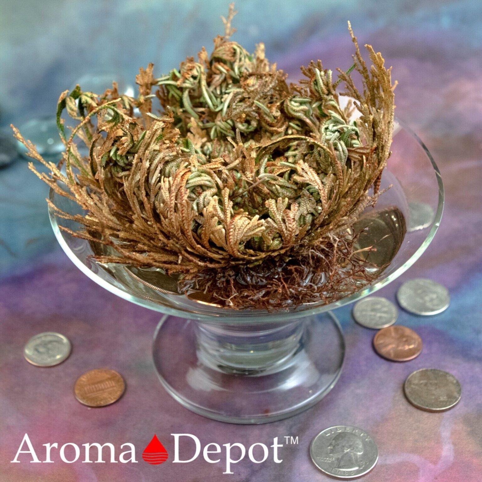 Rose of Jericho Flower Resurrection Rose Flor de Peña Selaginella