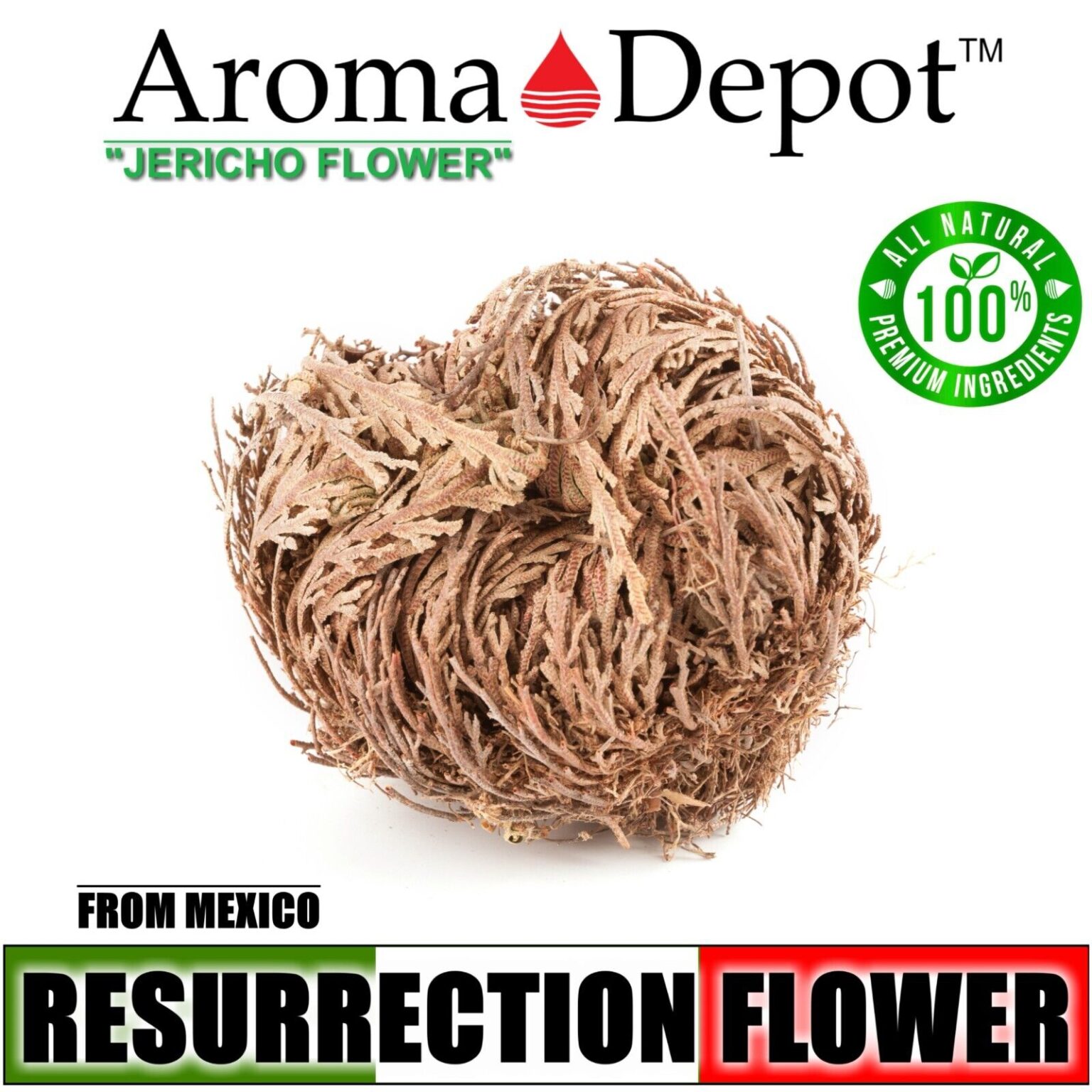 Rose of Jericho Flower Resurrection Rose Flor de Peña Selaginella
