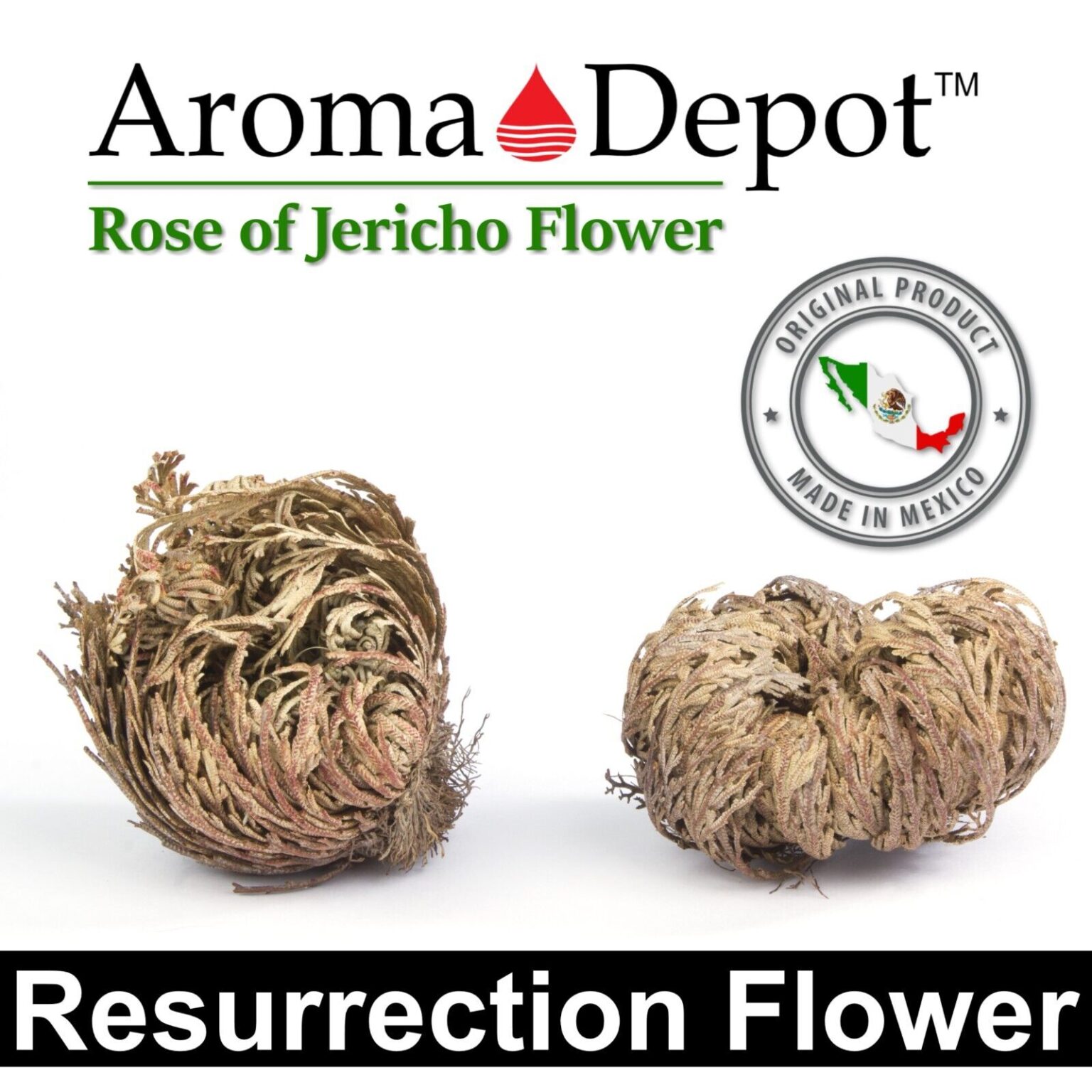 Rose of Jericho Flower Resurrection Rose Flor de Peña Selaginella