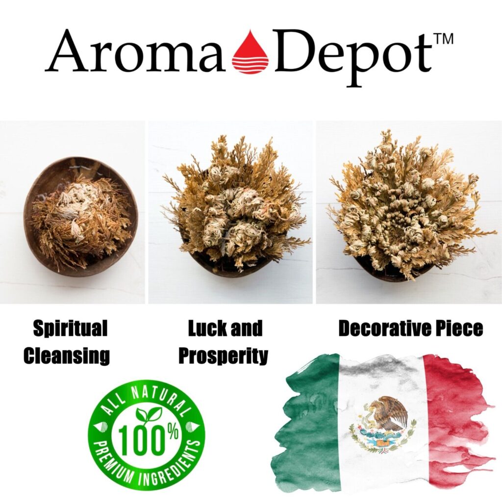 Rose of Jericho Flower Resurrection Rose Flor de Peña Selaginella