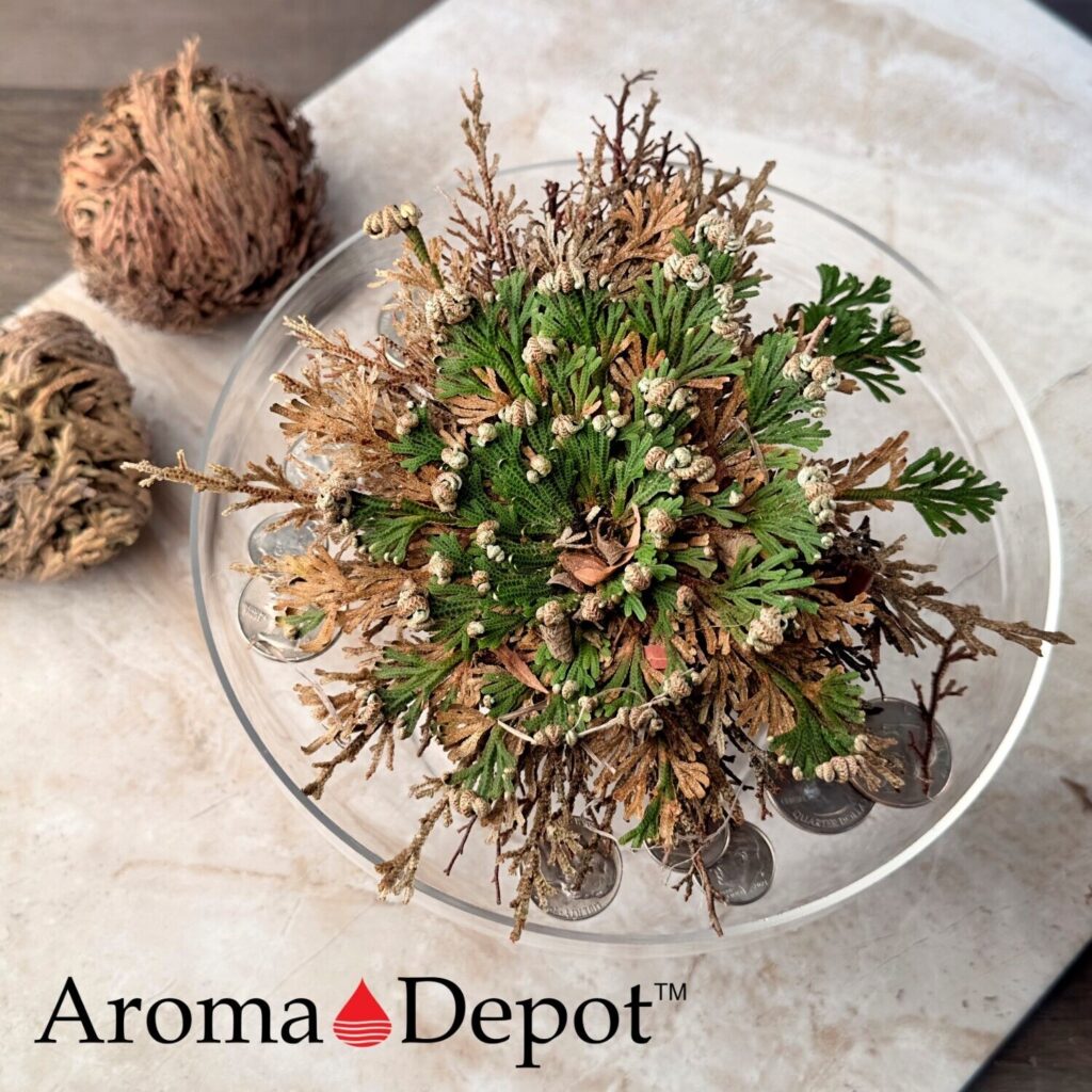 Rose of Jericho Flower Resurrection Rose Flor de Peña Selaginella