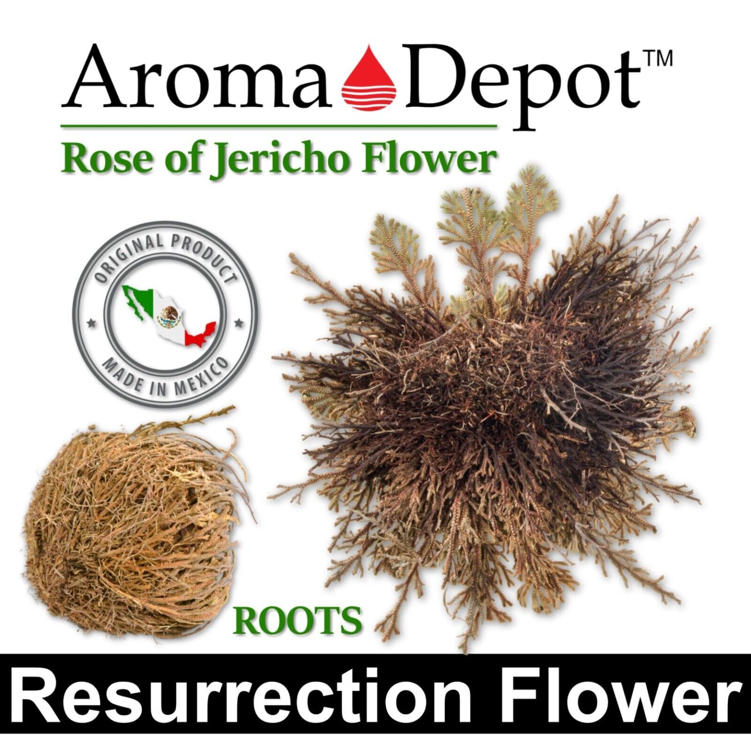 Rose of Jericho Flower Resurrection Rose Flor de Peña Selaginella